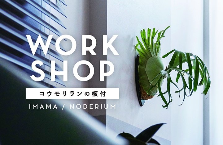 NODERIUM｜アクタスのインテリアグリーン、観葉植物