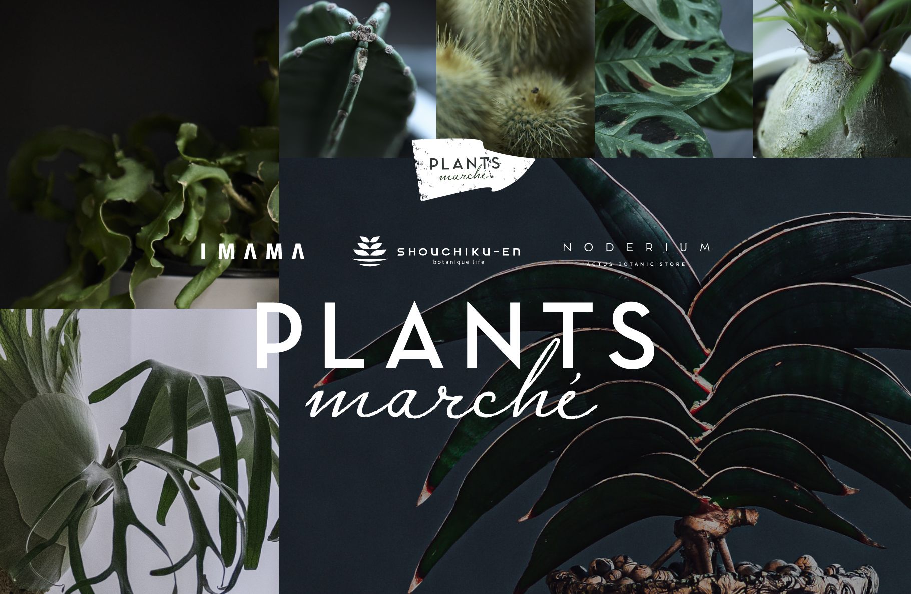 NODERIUM｜アクタスのインテリアグリーン、観葉植物